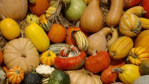 Potassium Natural Food Sources for Optimum Health and Performance | 1 Vigor